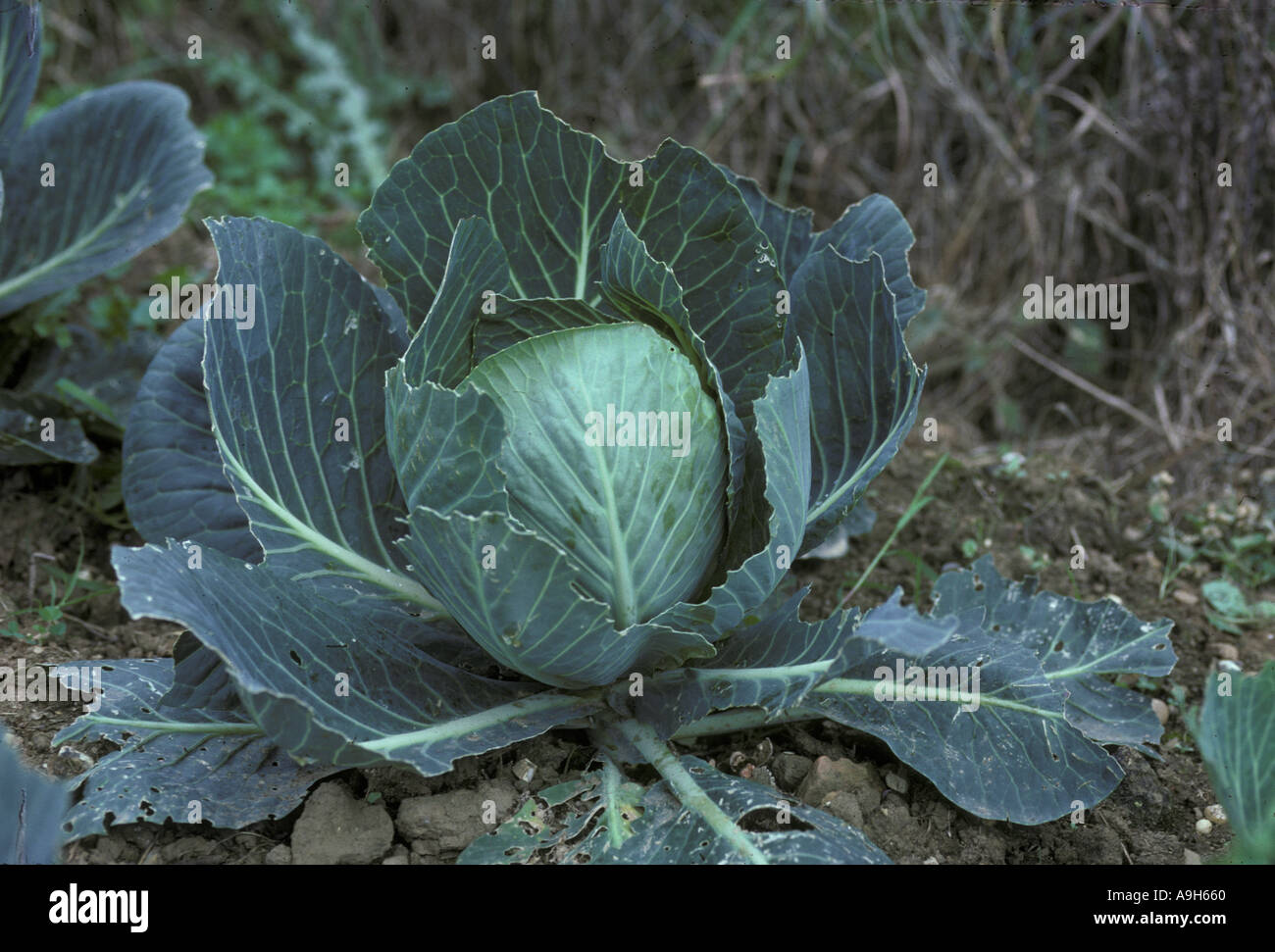 Vegetable Cabbage Close up of plant in ground Stock Photo - Alamy