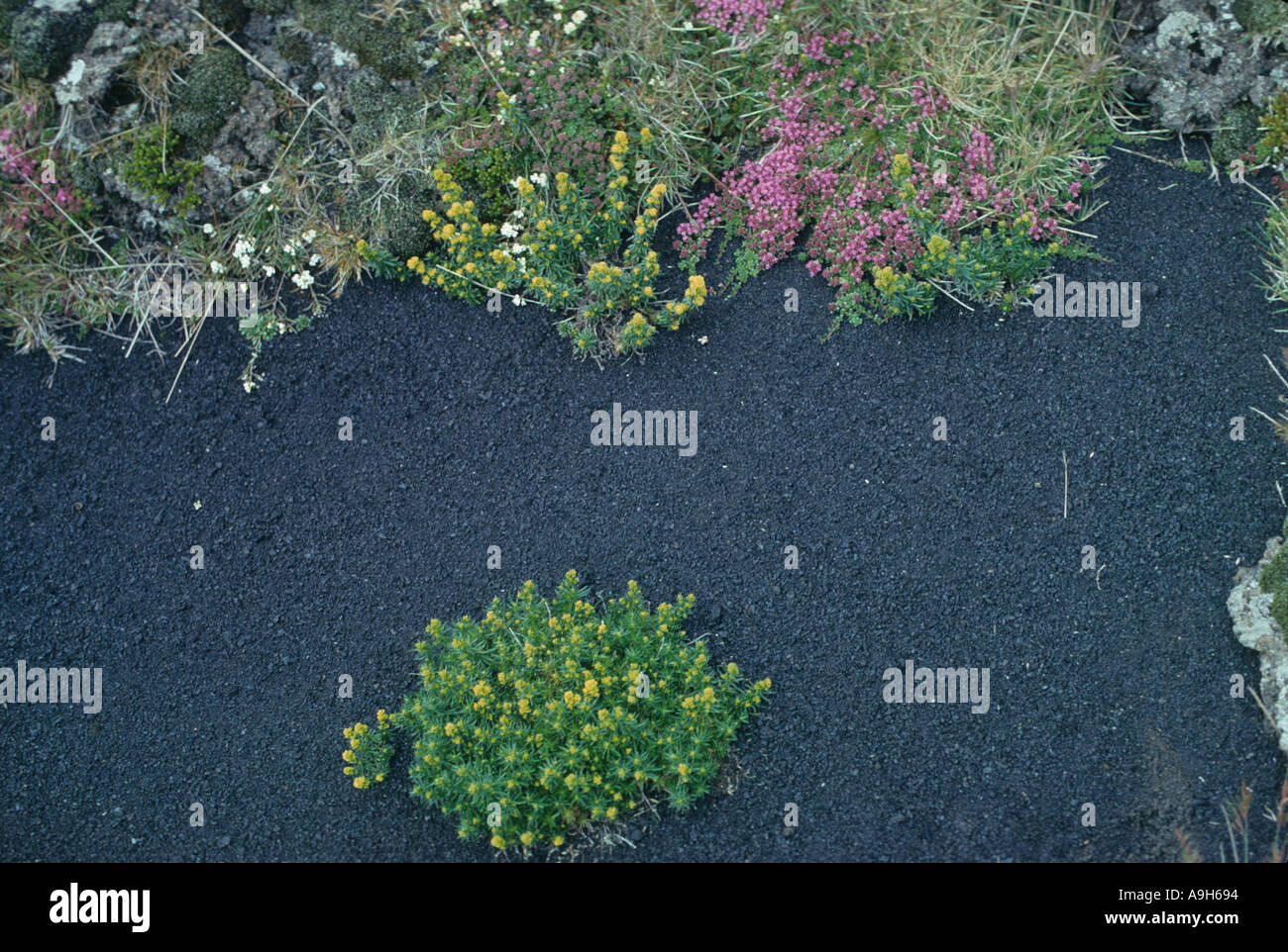 Volcanos Regeneration of Flora Flowering plants growing in ash Heimaey ...