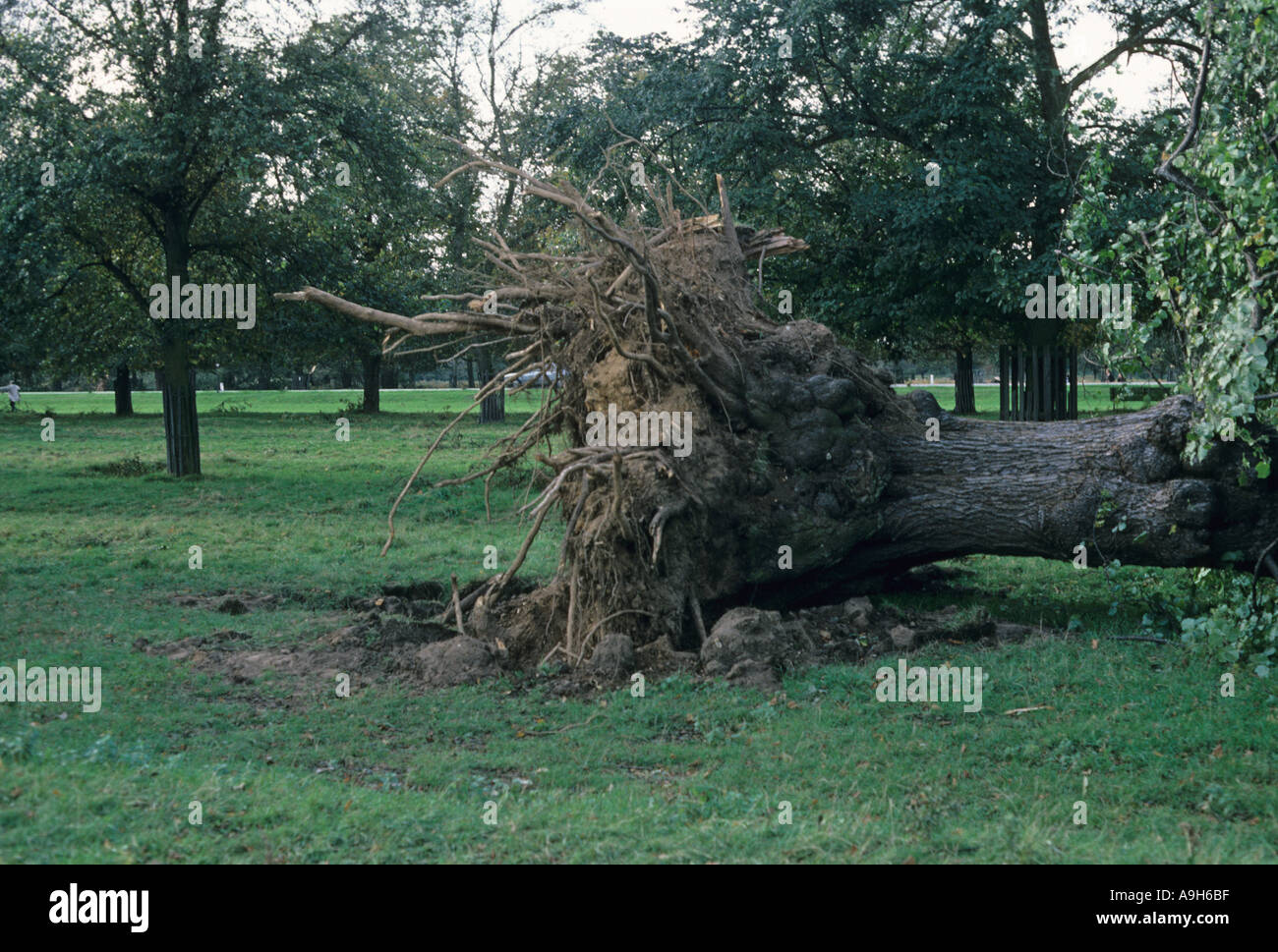 Wind Tree up rooted by storm of Oct 1987 Stock Photo - Alamy