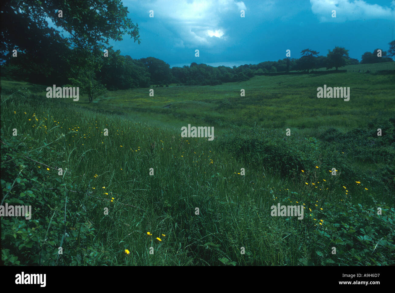 Damp meadows hi-res stock photography and images - Alamy