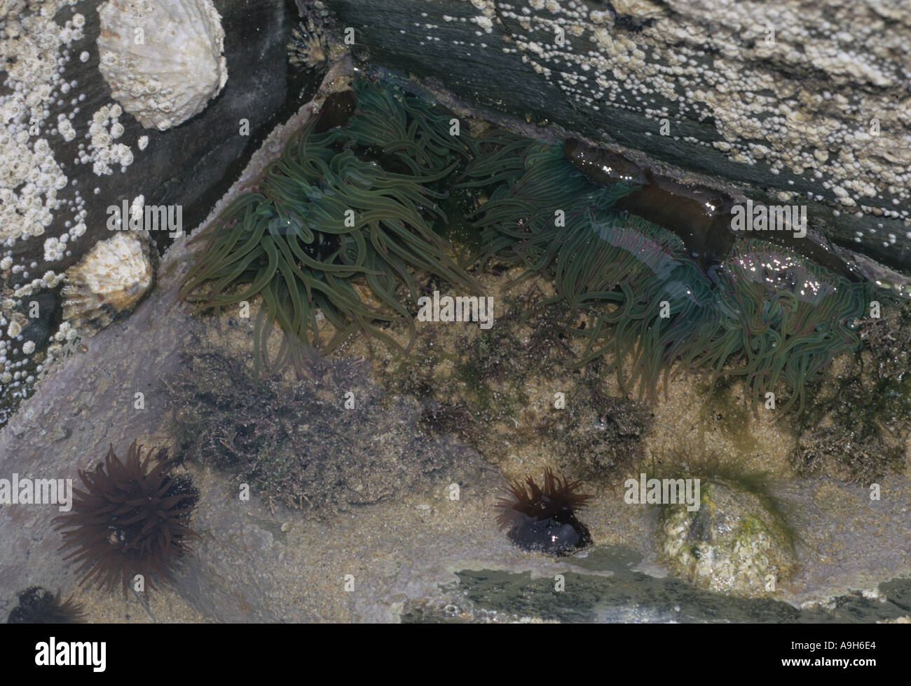 SeaRockpool Sea Anemones Anemonia sulcata green Actinia equina brown ...