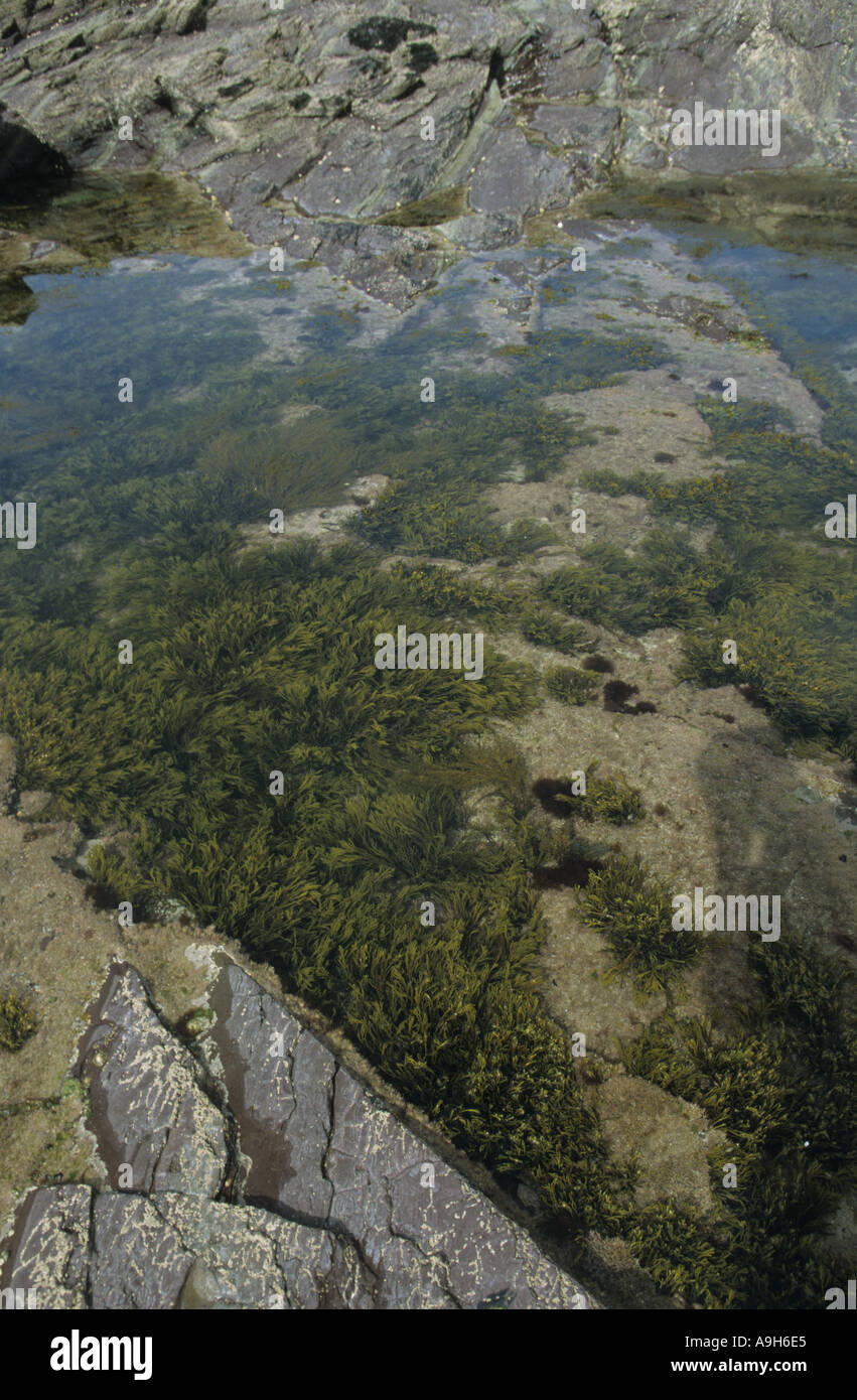 Sea Rock Pools Habitat Rock Pools Polzeath Cornwall Stock Photo - Alamy