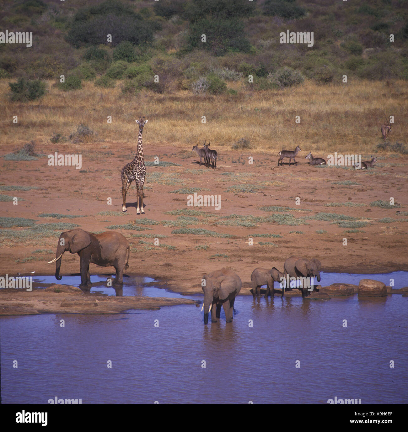 Waterholes Africa Elephants drinking near Mudanda Rock Tsavo East ...