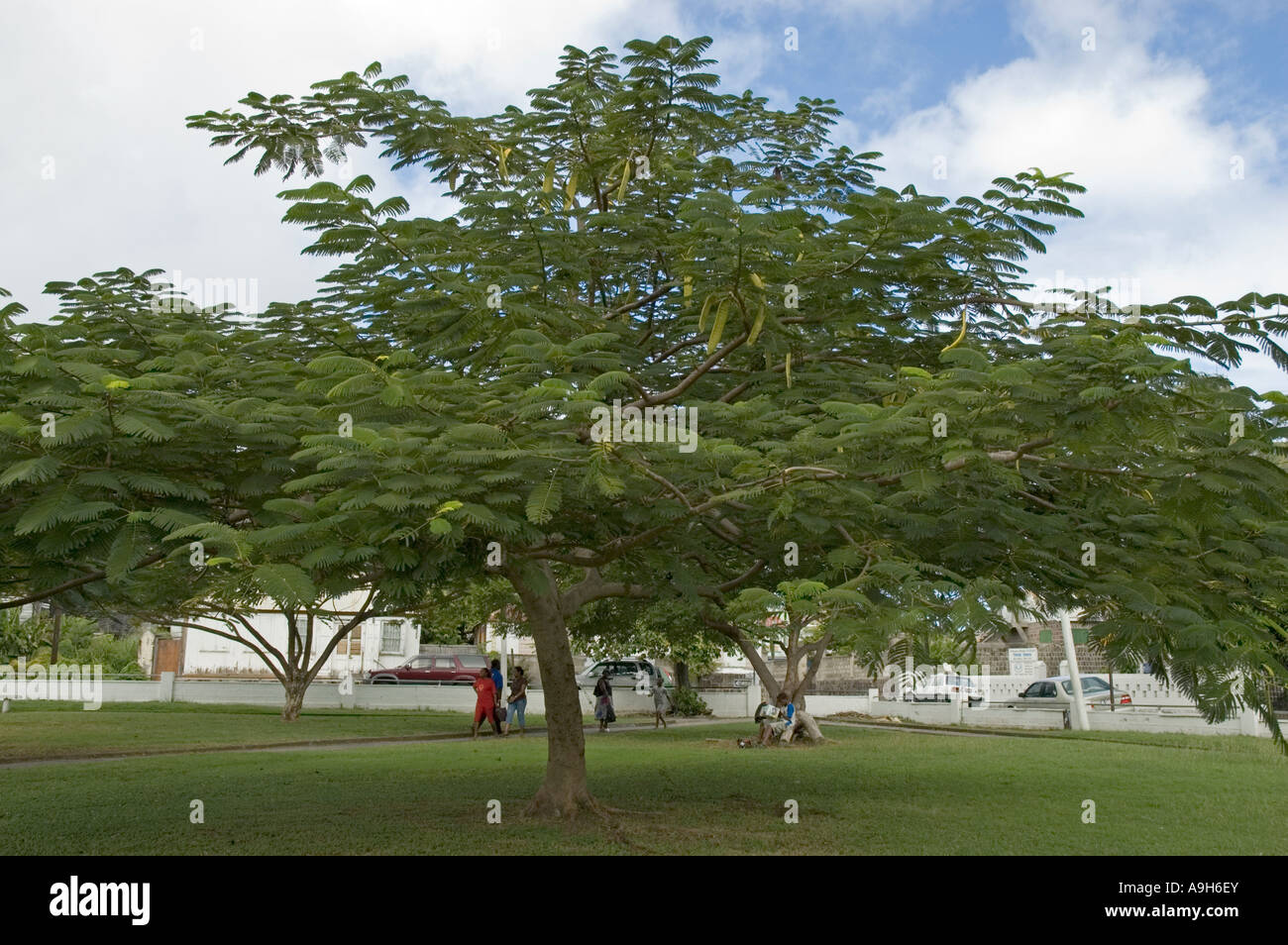 The low spreading branches of the Samaan Tree provides lots of shade on ...