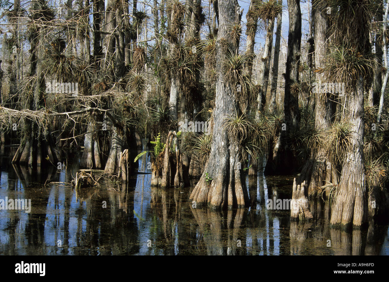 U S A Florida Big Cypress National Park Preserve Florida Stock Photo ...