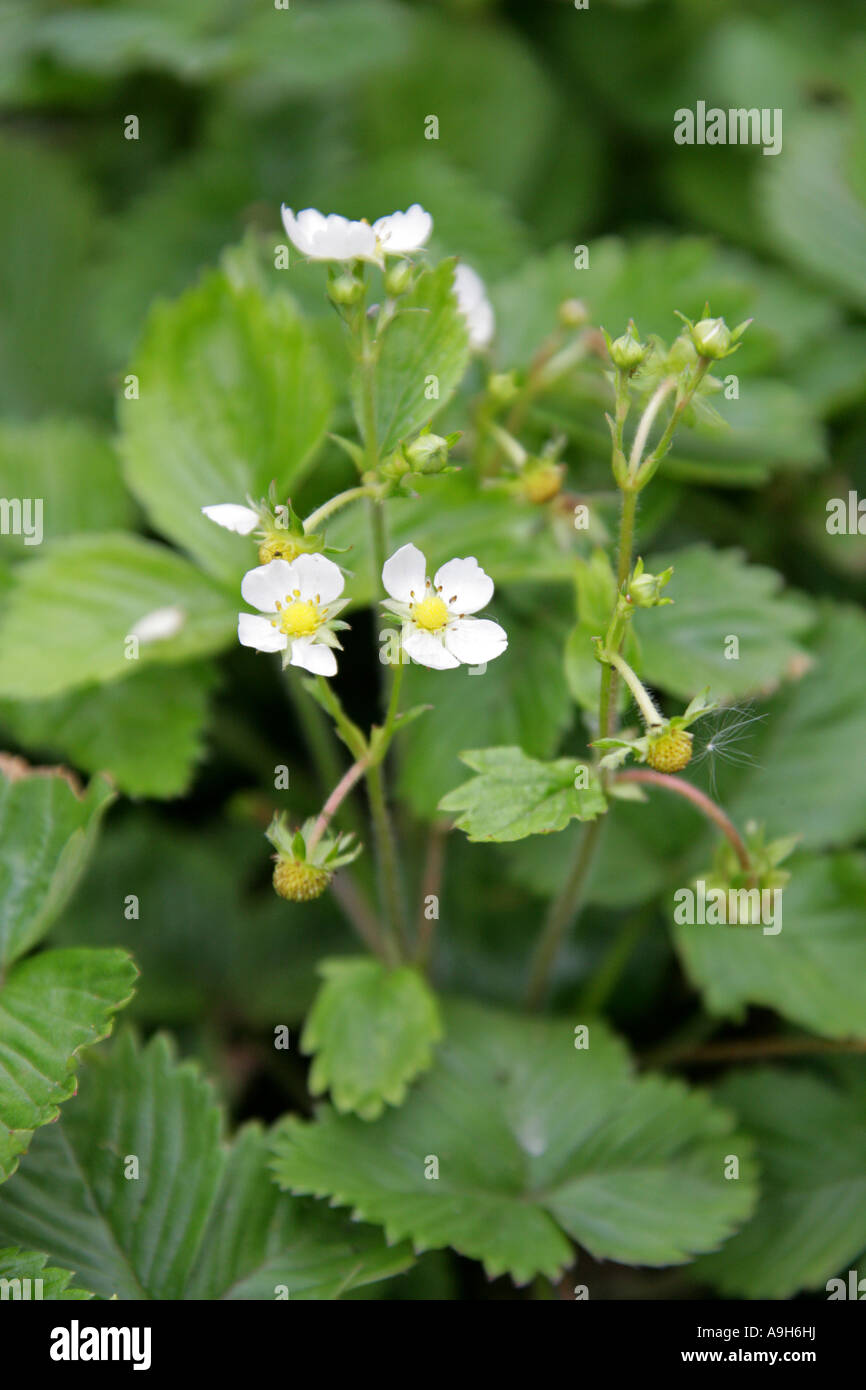 Strawberry fragaria rosaceae flower hi-res stock photography and images ...