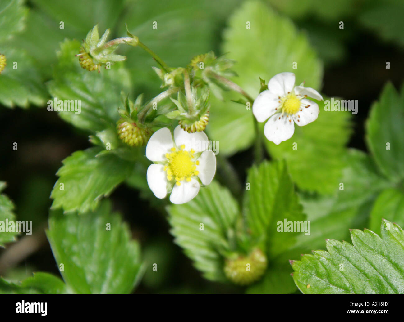 Wild Alpine Strawberry Flowers, Fragaria vesca, Rosaceae Stock Photo ...