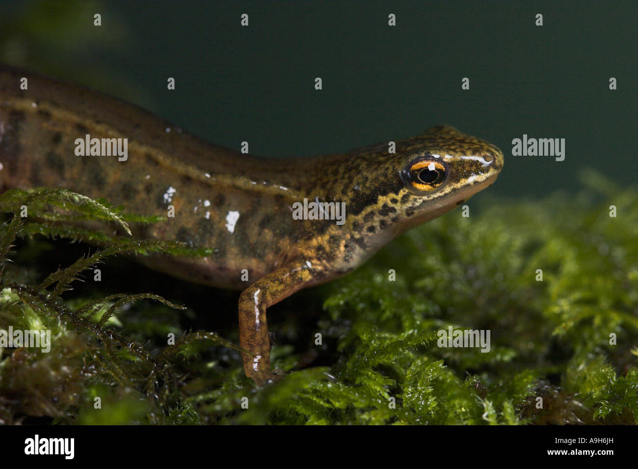 Palmate newt uk hi-res stock photography and images - Alamy