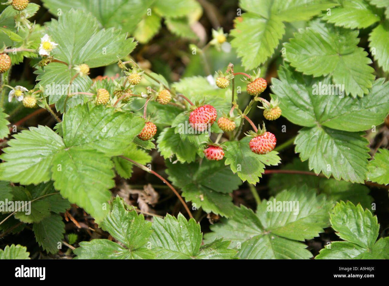 Wild Alpine Strawberry Fruit, Fragaria vesca, Rosaceae Stock Photo - Alamy