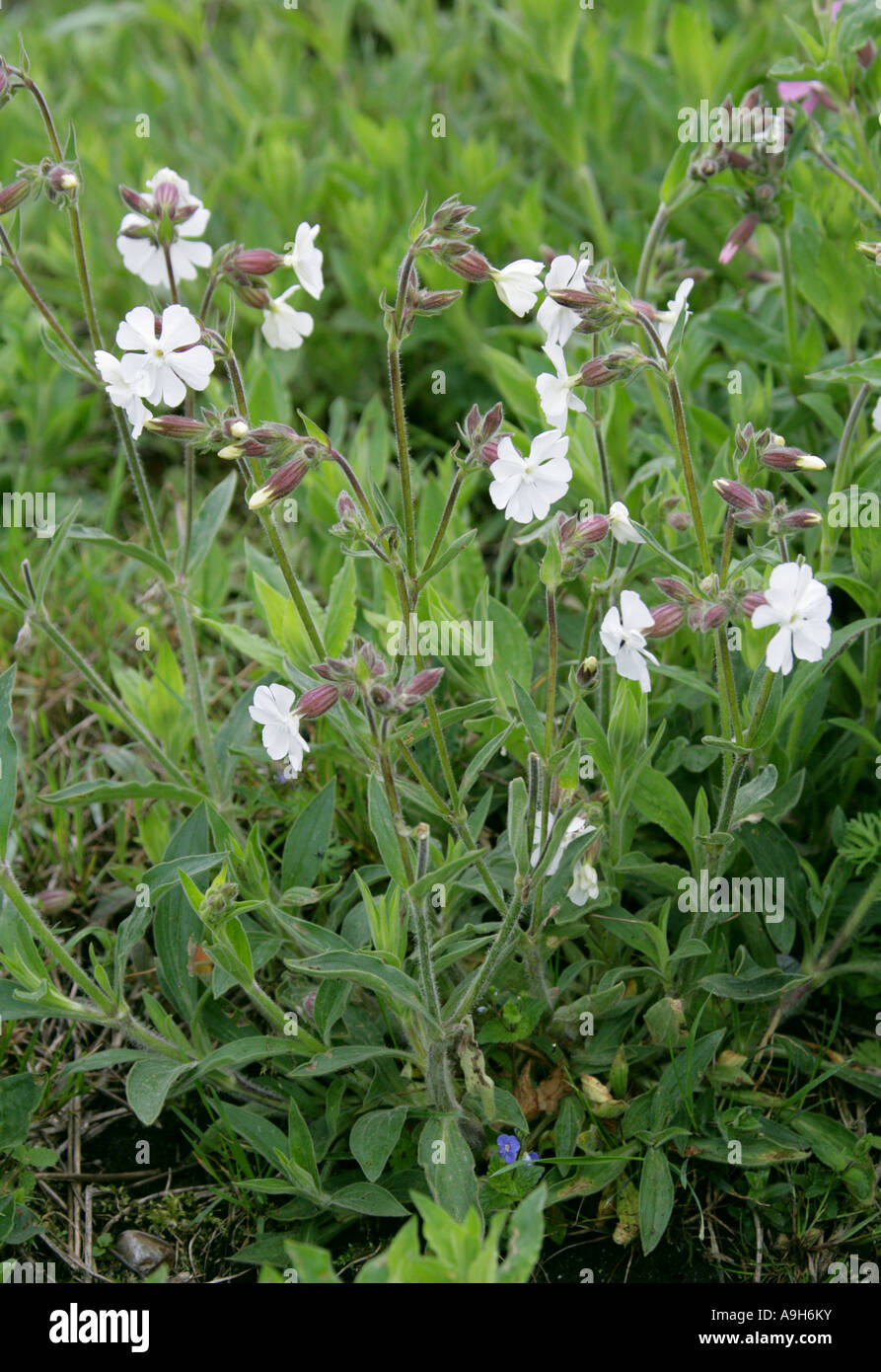 Silene Alba High Resolution Stock Photography and Images - Alamy