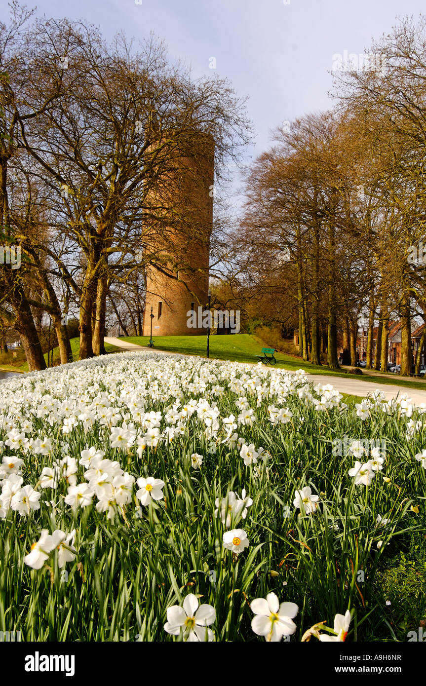 Spring flowers in Bruges Belgium Stock Photo - Alamy