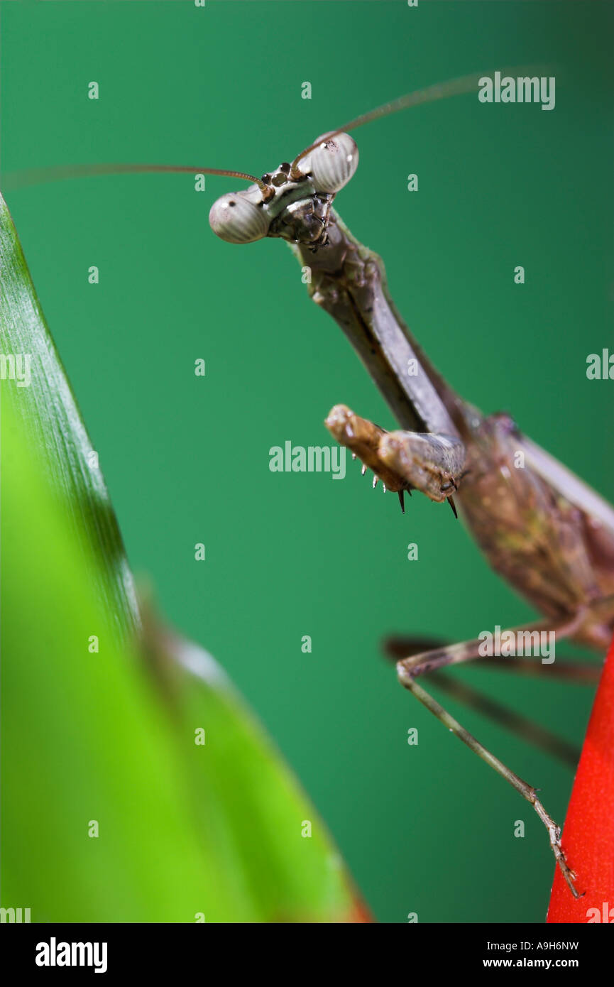 Tanzanian mantis hi-res stock photography and images - Alamy