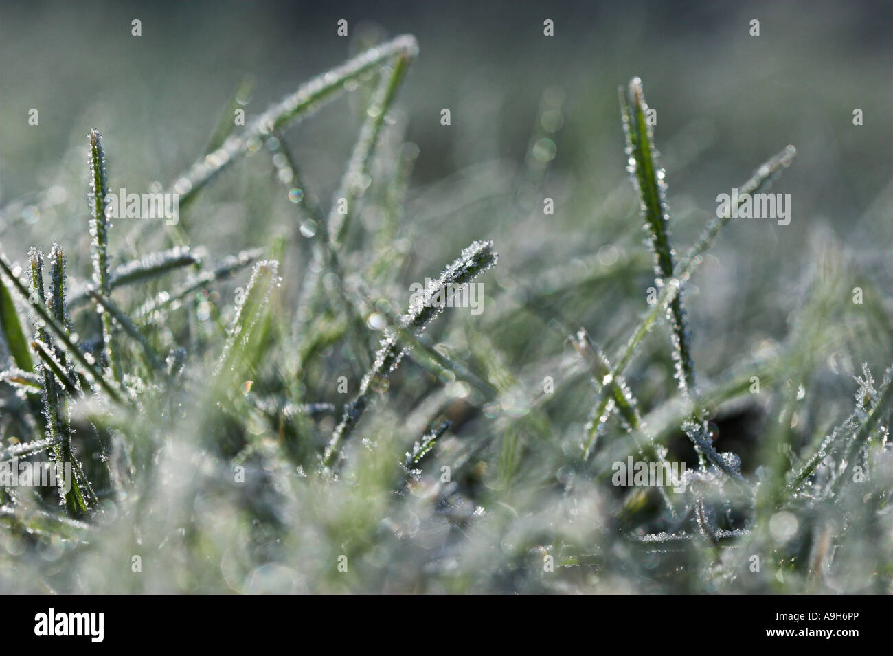 FROST ON GRASS Stock Photo - Alamy