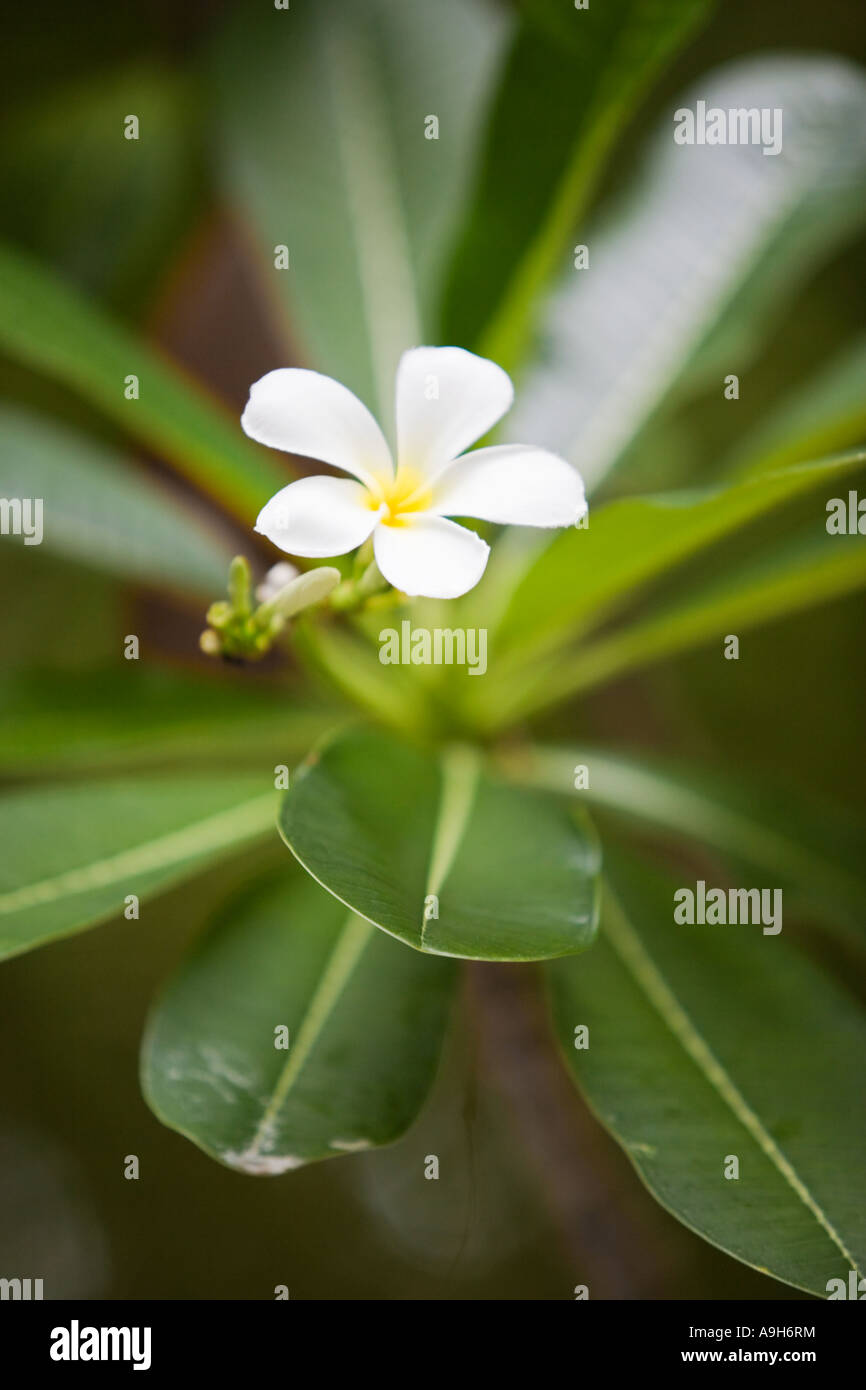 Single white flower Stock Photo - Alamy