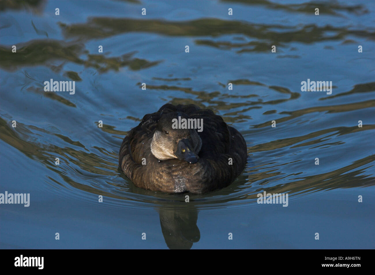 Common scoter Melanitta nigra adult female Captive Stock Photo - Alamy