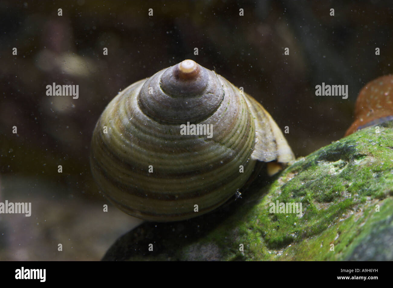 Common periwinkle Littorina littorea underwater Stock Photo - Alamy