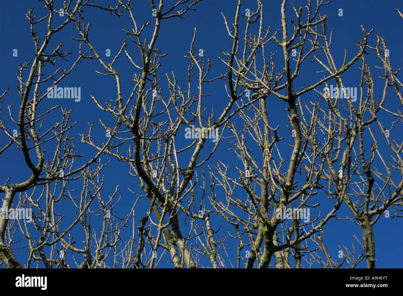 ASH TREE branches in winter Fraxinus excelsior Stock Photo - Alamy