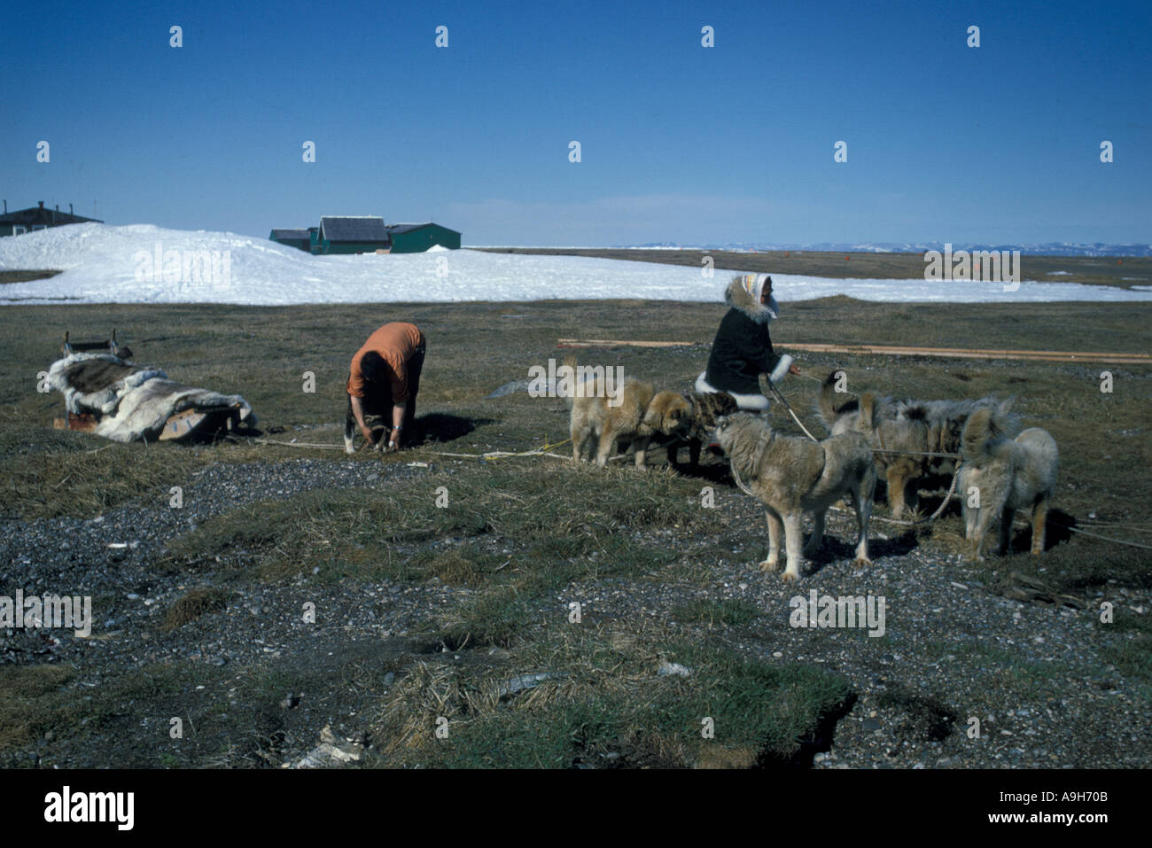 Arctic People Eskimo Inuit couple assemble dog team to go to spring ...