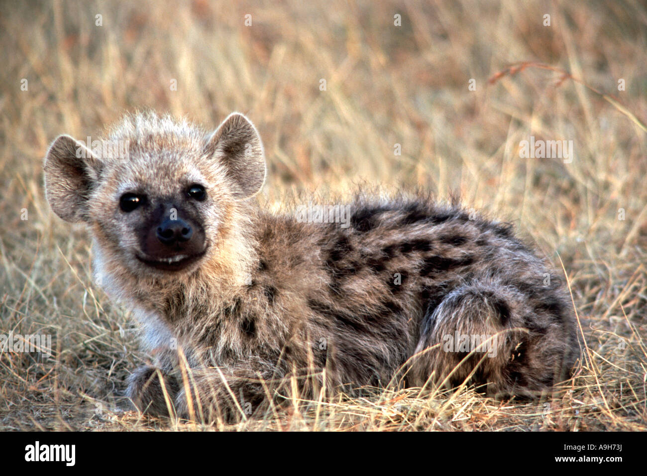 A spotted hyena cub also known as a laughing hyena (Crocuta crocuta) in ...