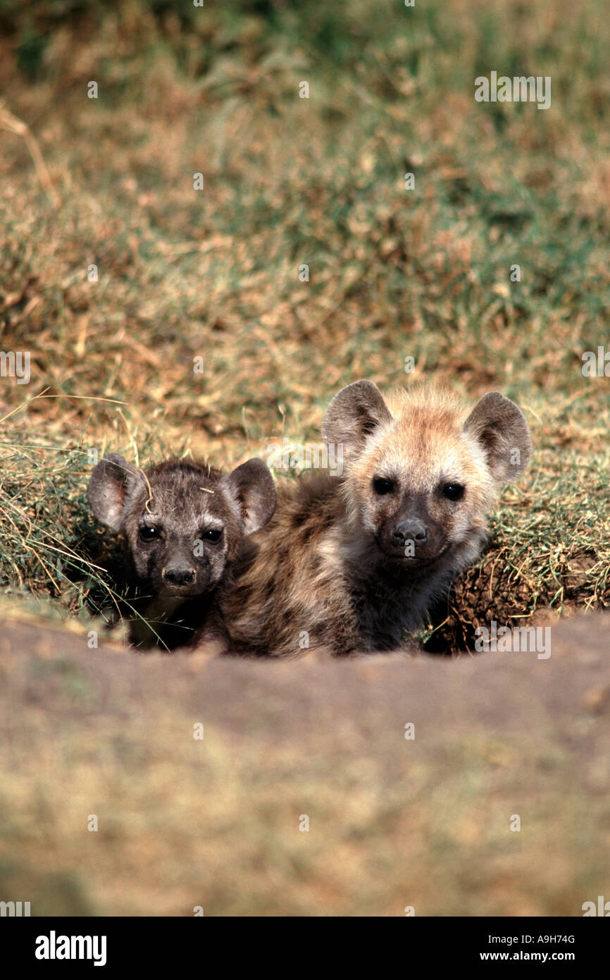 Two spotted hyena cubs, also known as laughing hyenas (Crocuta crocuta ...