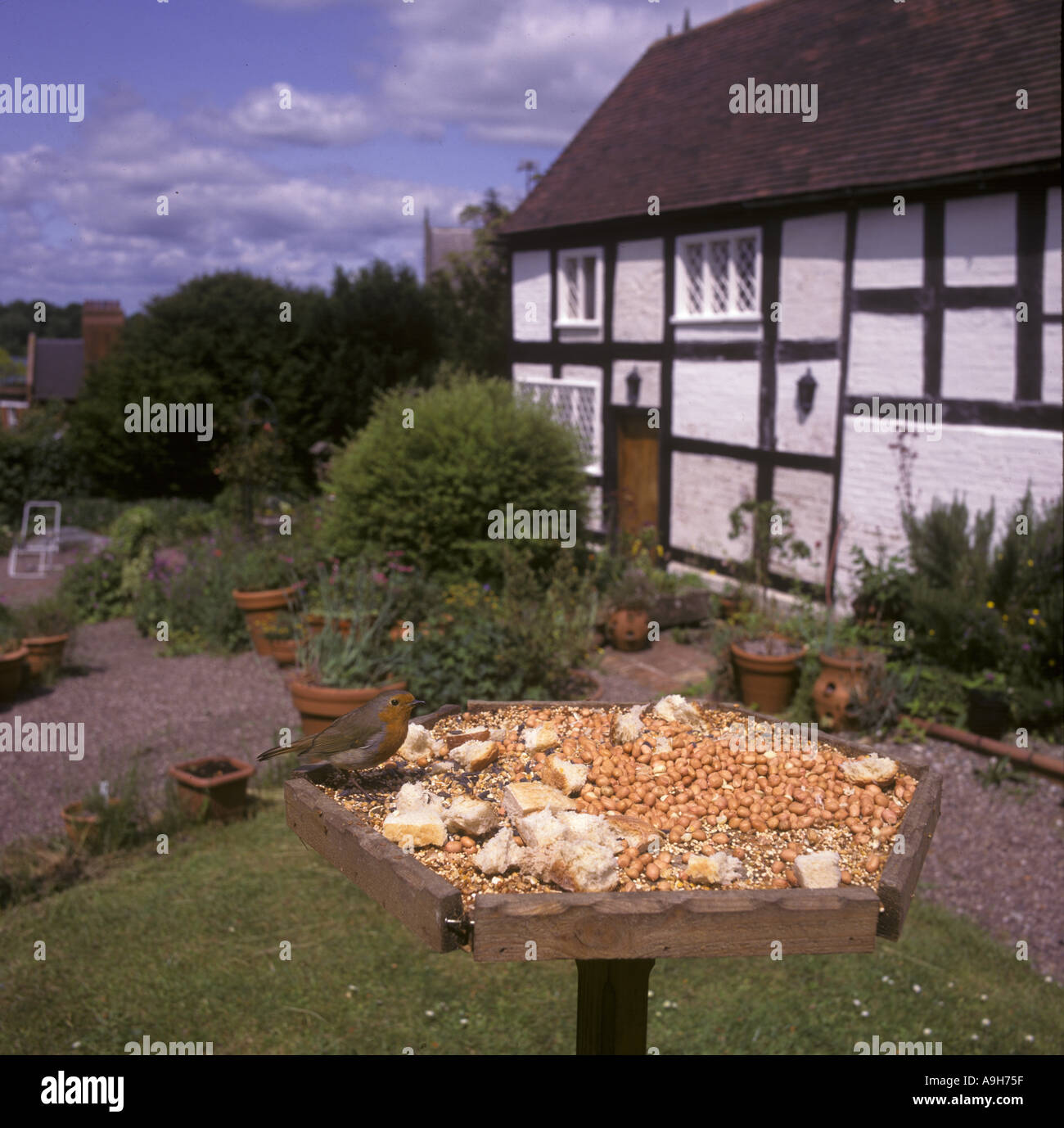 Robin bird table hi-res stock photography and images - Alamy