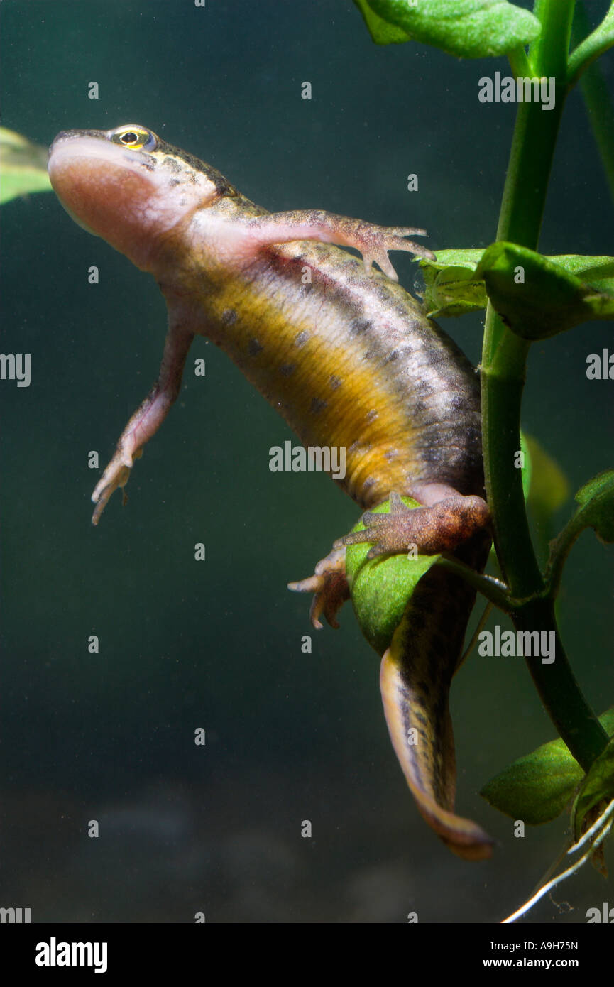 Newt eggs hi-res stock photography and images - Alamy