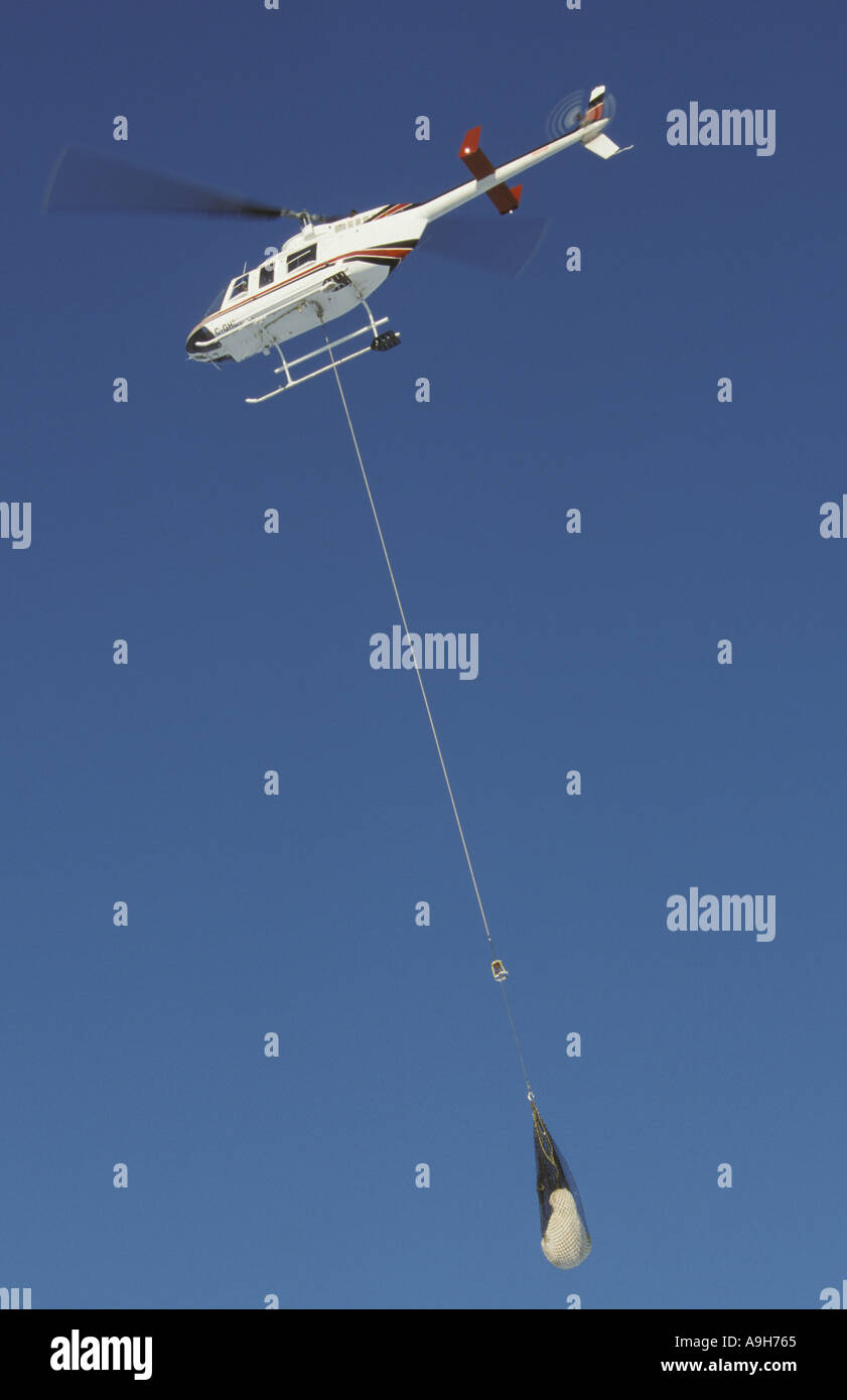 Mammal Conservation Relocation of Polar Bear from the Polar Bear jail ...