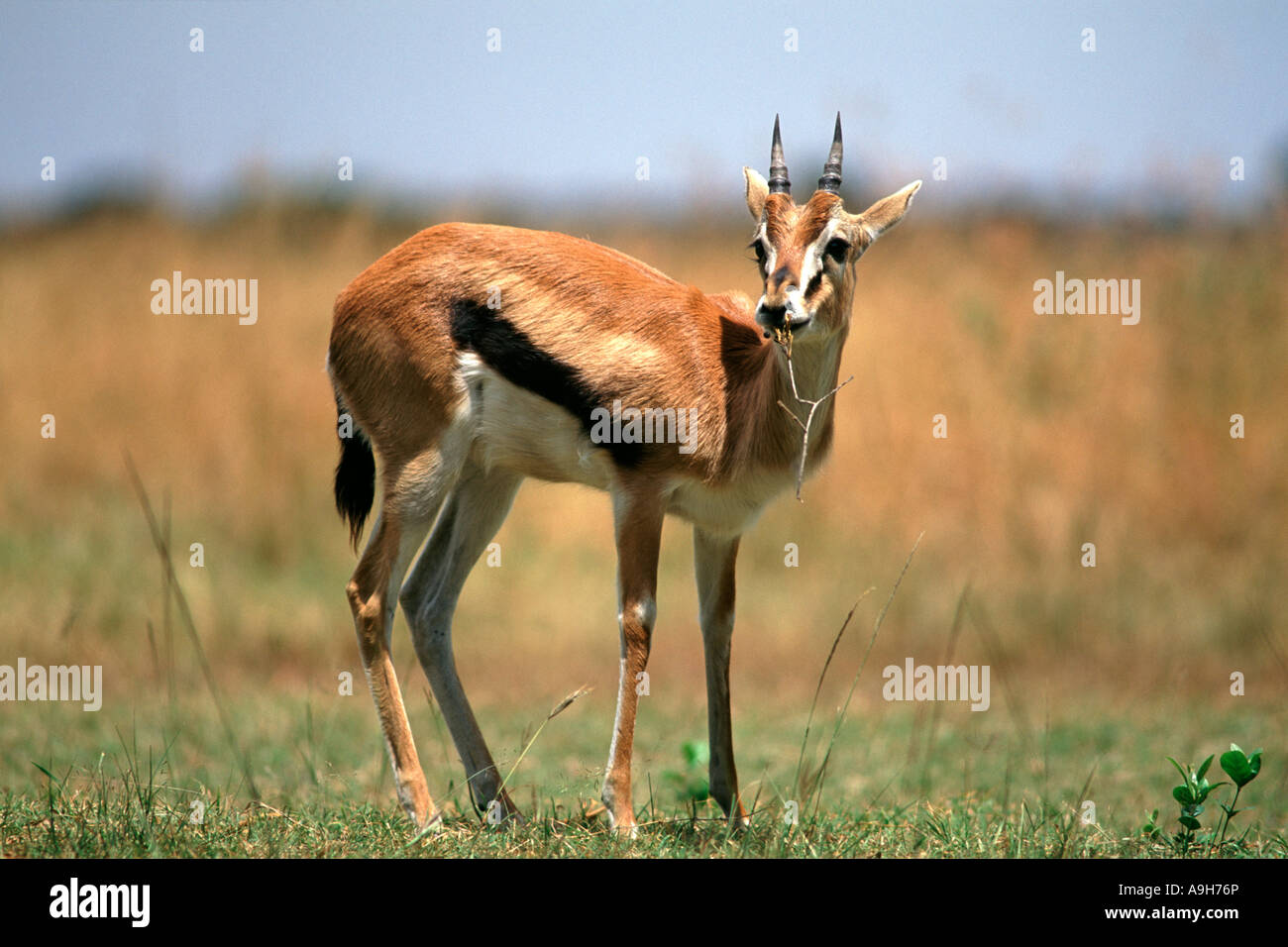 A young Thomson's gazelle (Gazella thomsoni) in the Masai Mara game ...