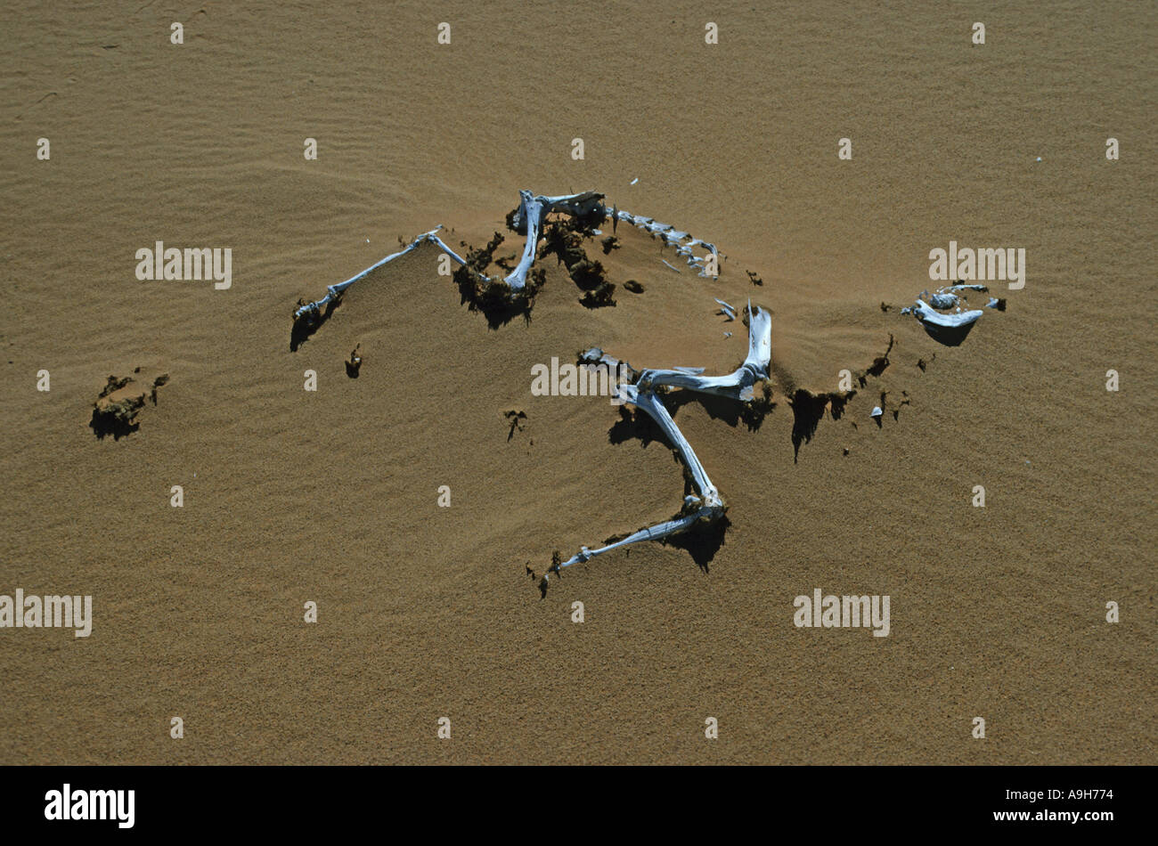 Destruction Dead Mammals Camel skeleton in sand Great sand sea Egypt ...