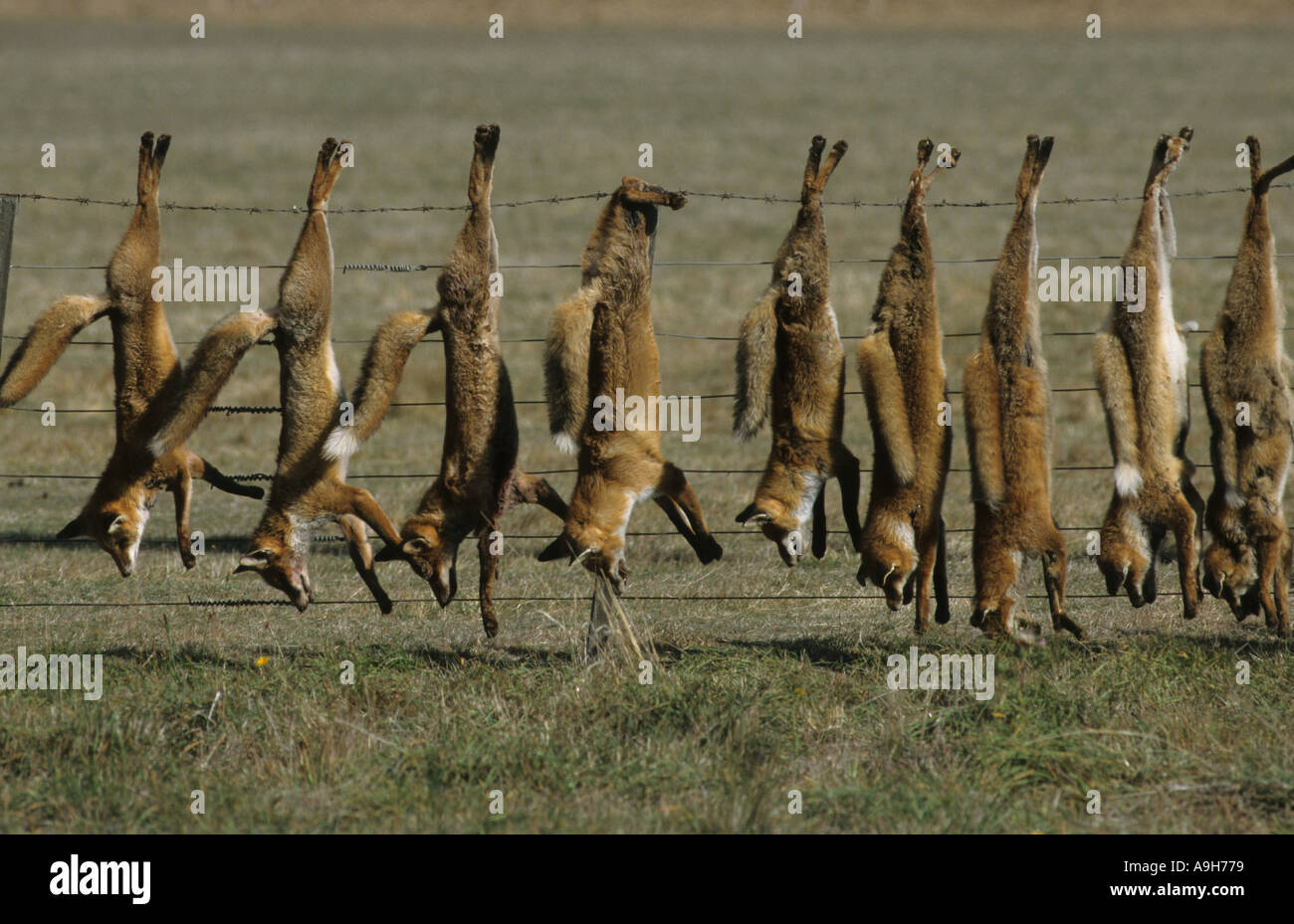 Destruction Dead Mammals Red Foxes killed by farmer Victoria Australia ...