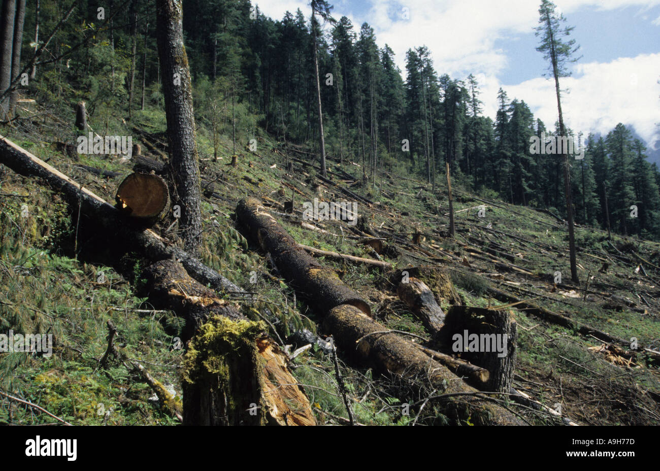 Destruction Forest Felling of natural forest Southeast Tibet Stock ...