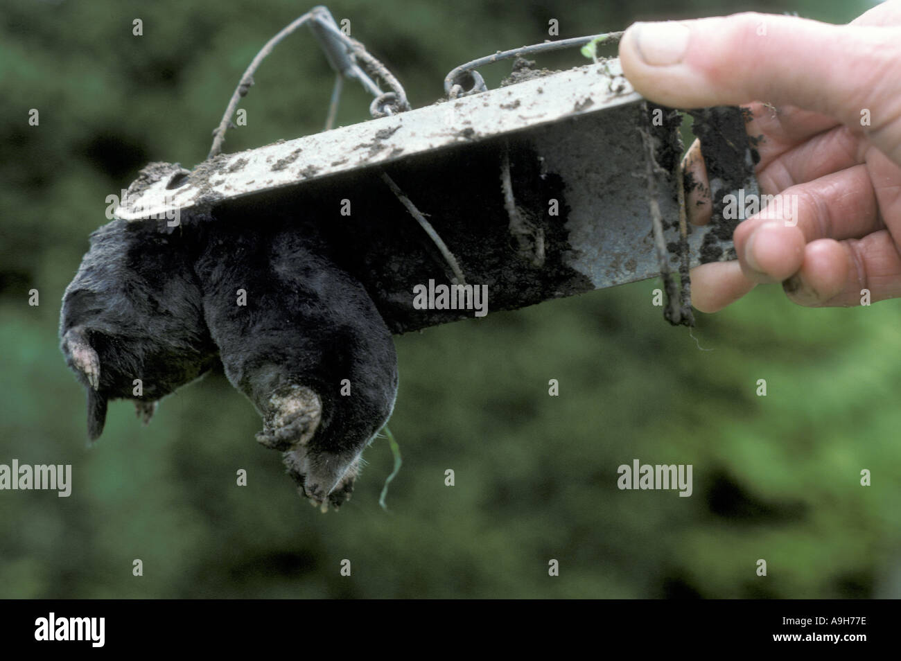 Destruction Traps Dead mole in trap Stock Photo - Alamy