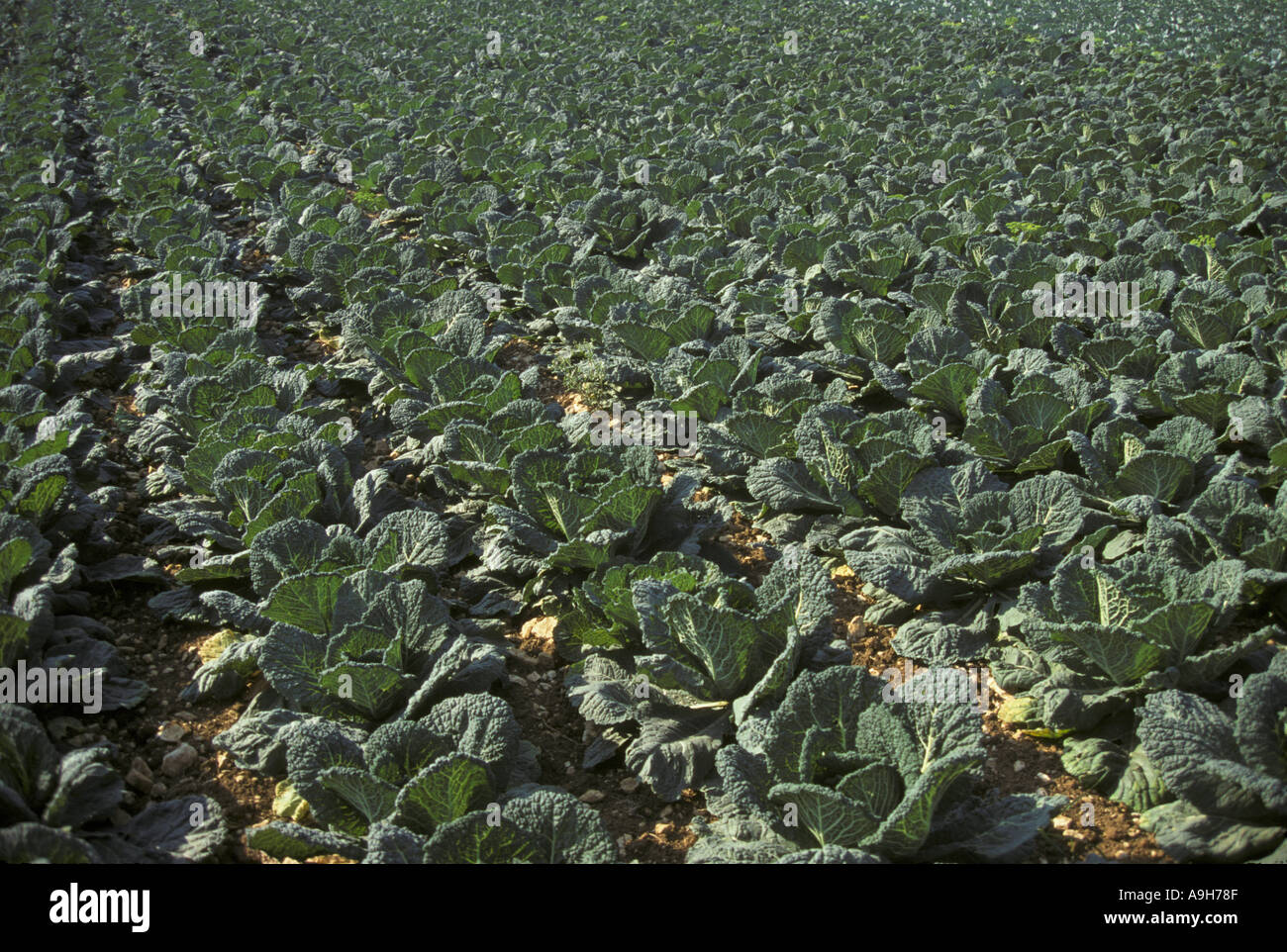 Crops Cabbage Cabbage crop Stock Photo - Alamy
