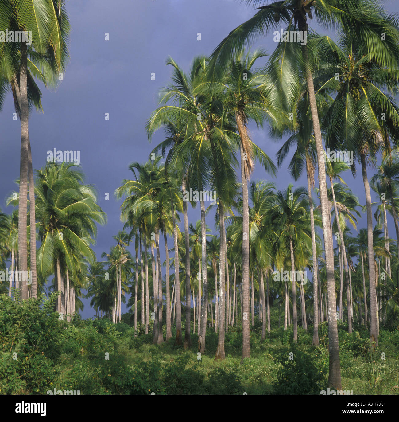 Coconut Crops Cocos nucifera Plantation South of Mombasa Kenya Stock ...