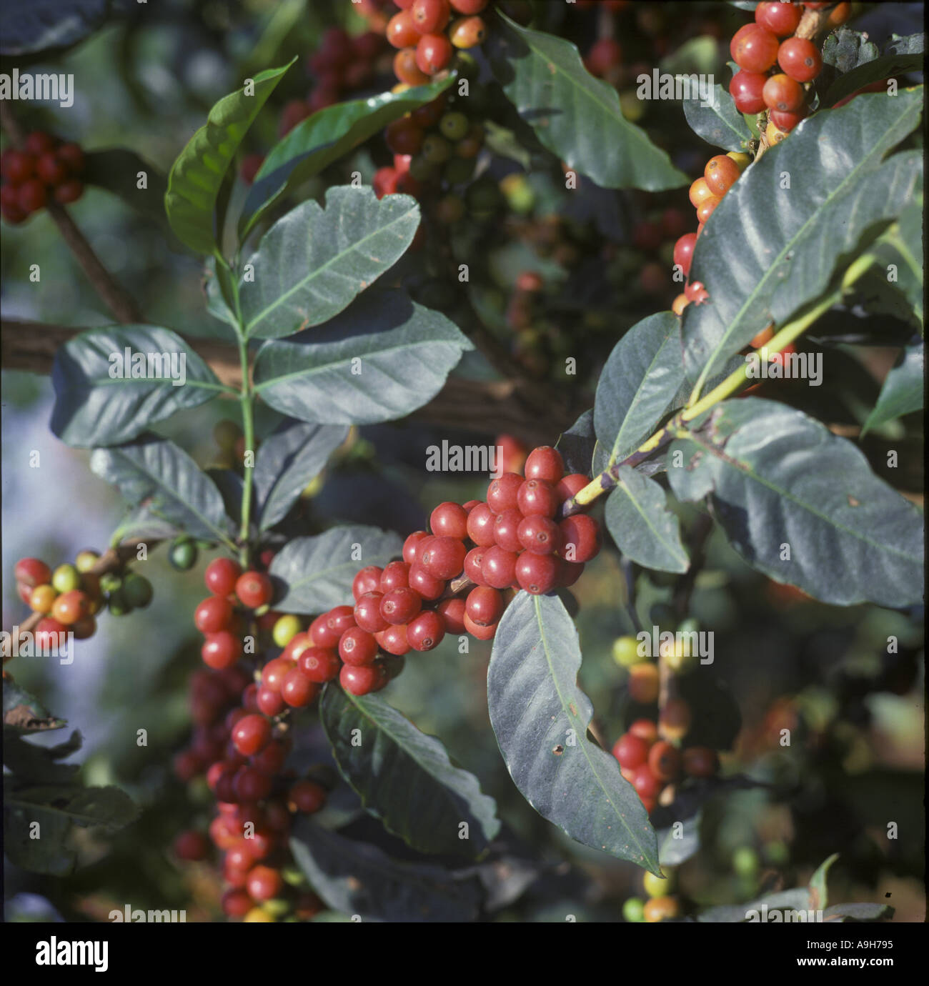 Coffee hi-res stock photography and images - Alamy