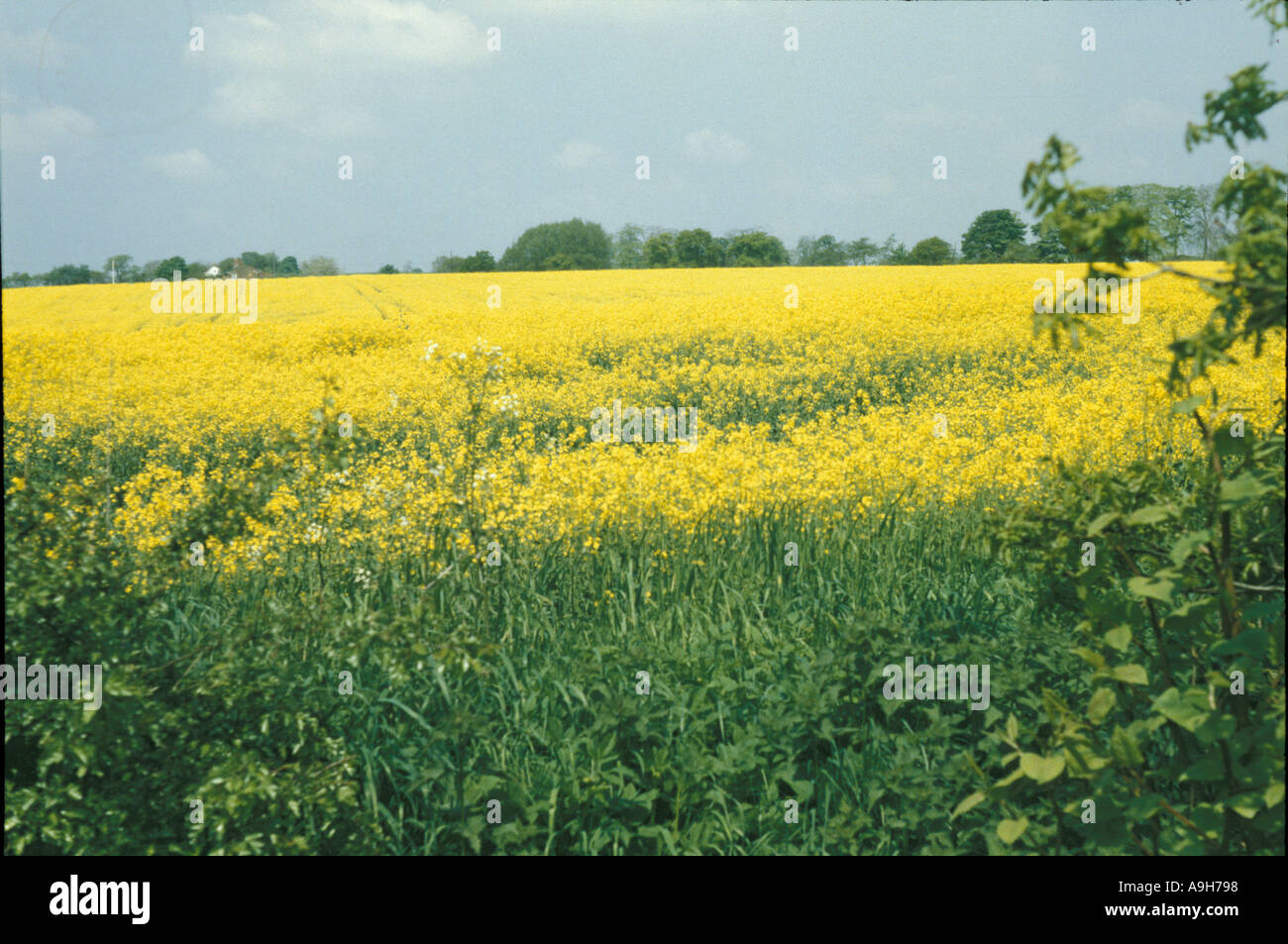 Farming Crops Rape Brassica napus Field in flower Stock Photo - Alamy