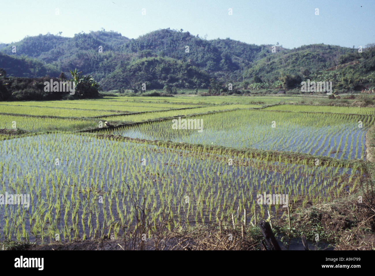 Farming Crops Rice Plants showing in Paddy Field Nr Chiangmai Thailand ...