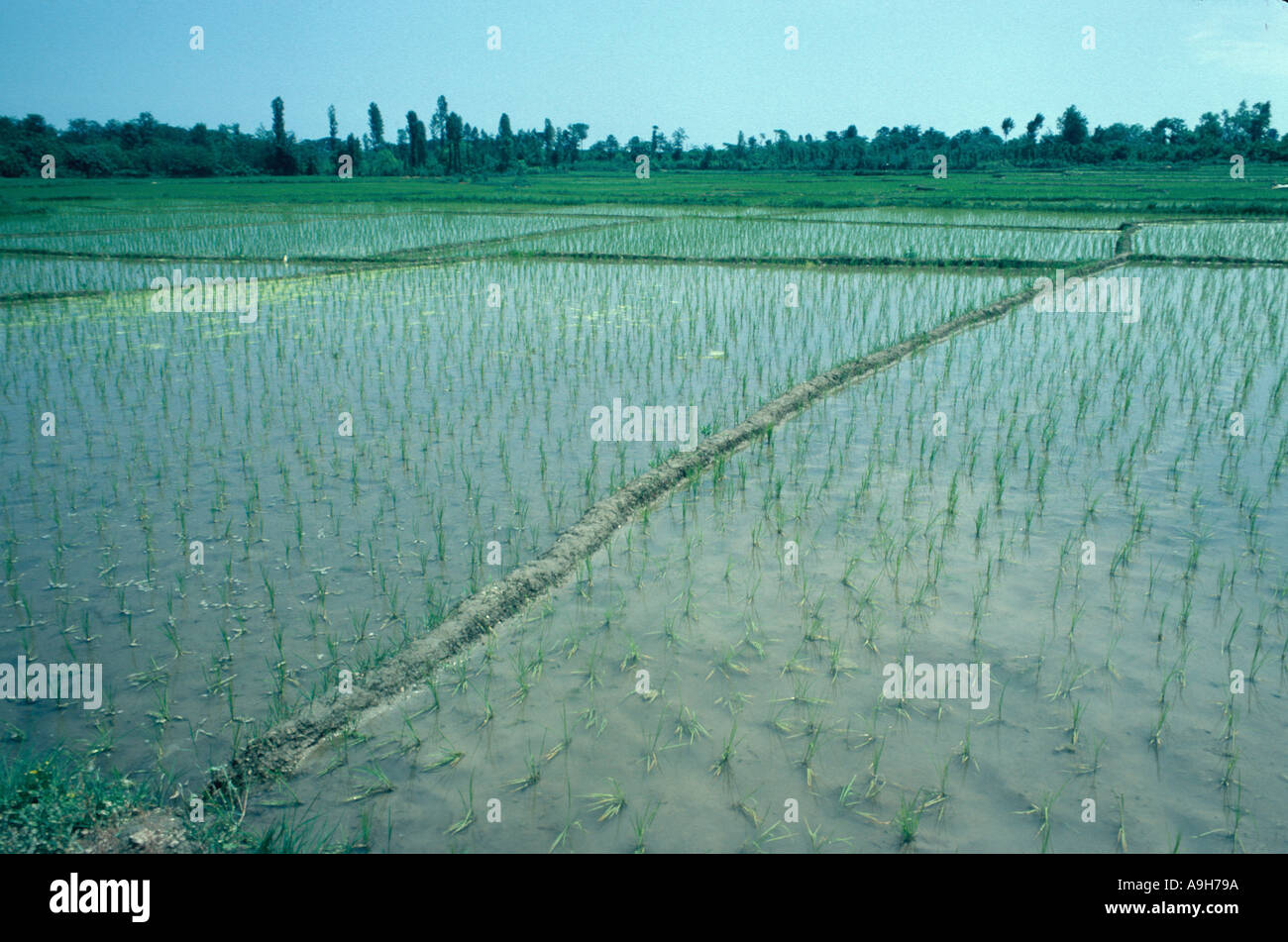 Farming Crop Rice Rice paddies near Rasht Caspian Sea Iran Stock Photo ...