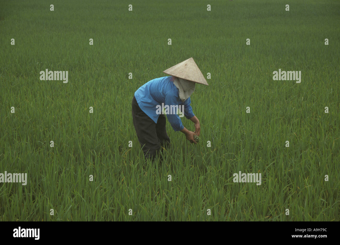 Rice Crops Women weeding the rice paddy by hand between Hanoi and ...