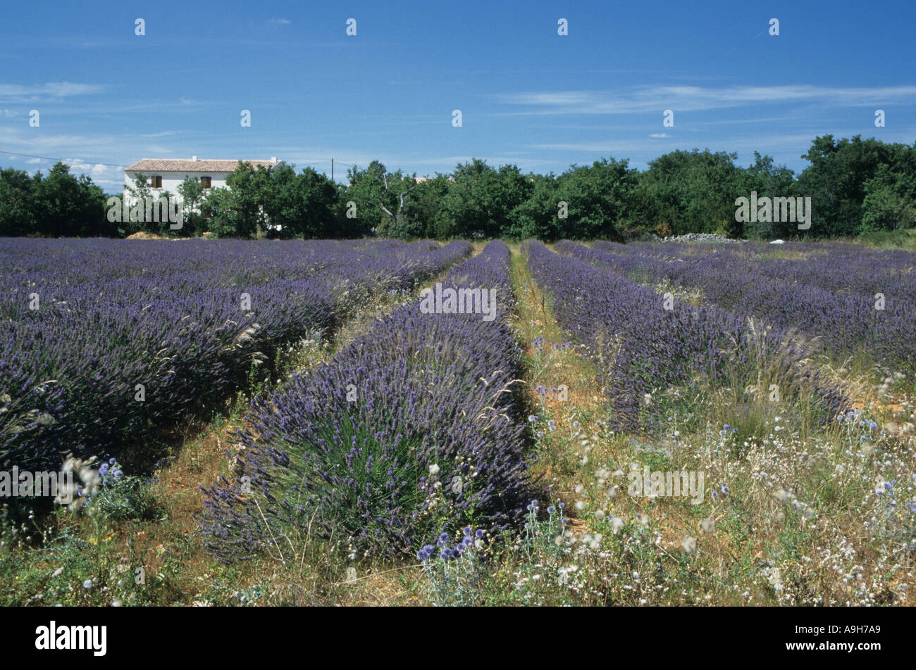 Farming Crop Lavender Lavender field Ardeche region South France Stock ...