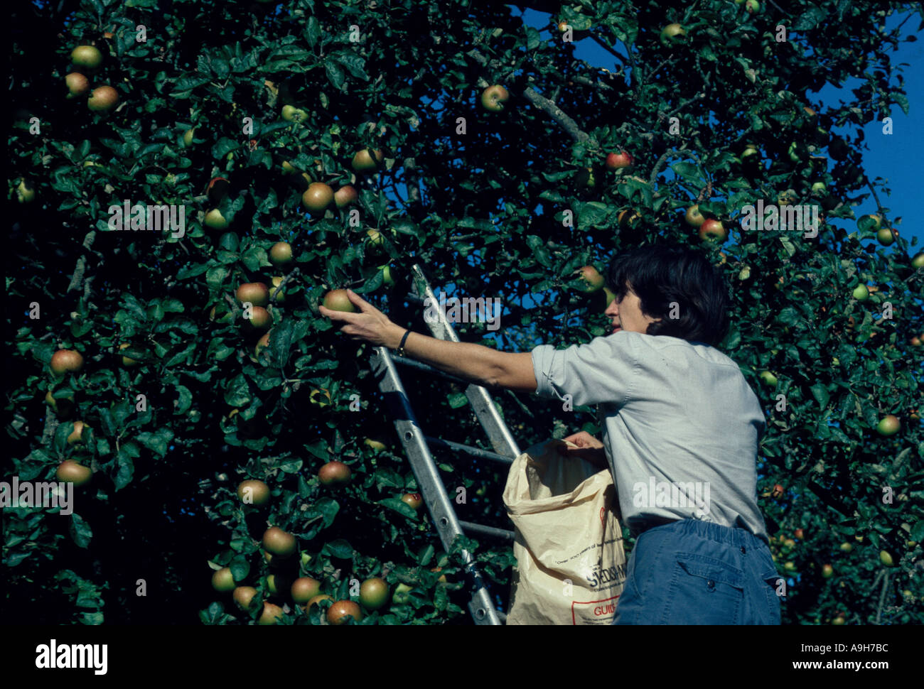 Ladder farming hi-res stock photography and images - Alamy