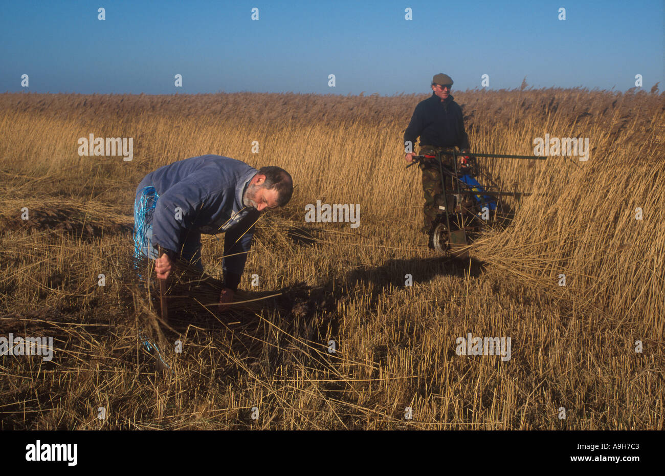 Farming Reeds Reed Cutters Cley Norfolk Stock Photo - Alamy