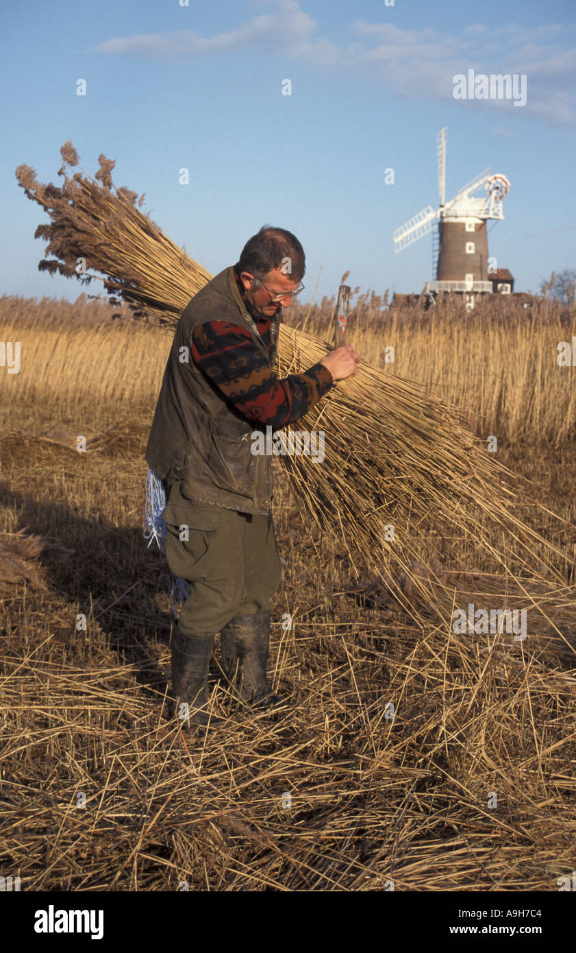 Sedge cutting hi-res stock photography and images - Alamy