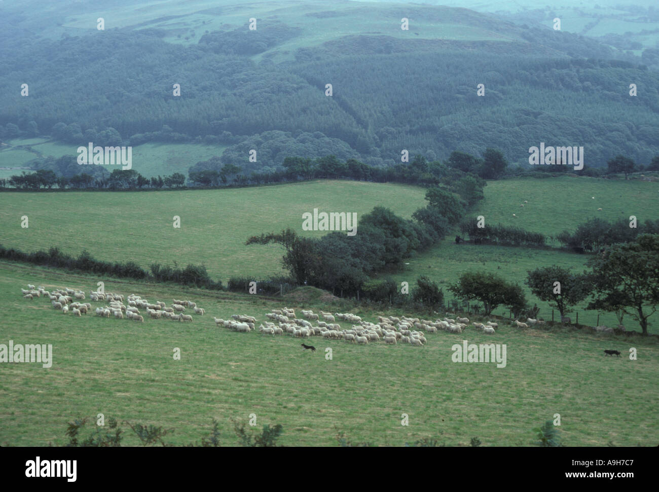 Sheep dogs hi-res stock photography and images - Alamy