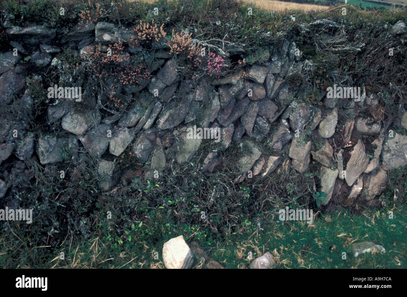 Devon dry stone walls hi-res stock photography and images - Alamy