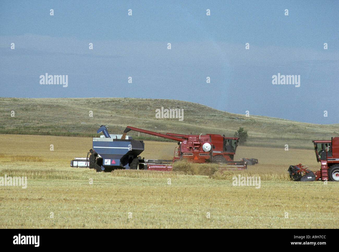 Farming USA Combine dumping wheat into grain wagon while moving Stock ...