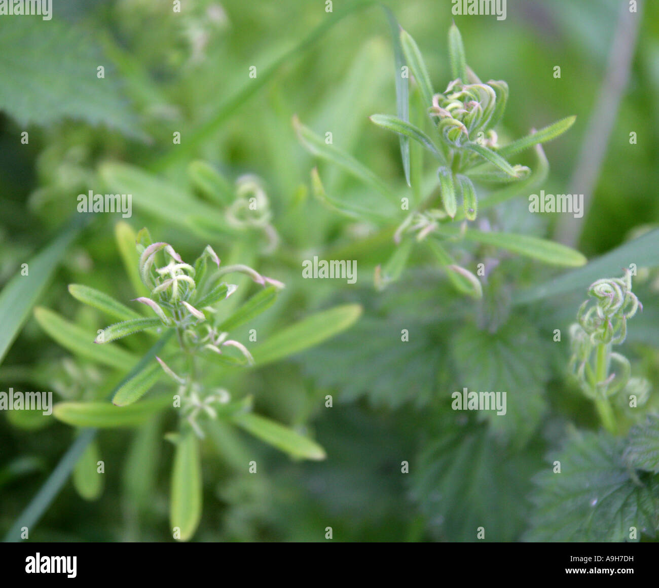 Common Cleavers or Goose Grass Galium aparine Rubiaceae Stock Photo - Alamy