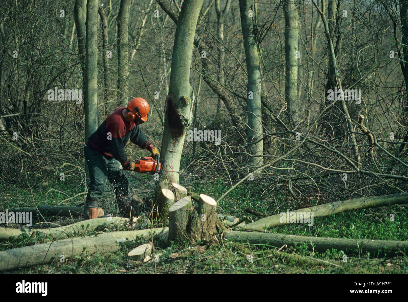 Forestry close up of man with safety helmet gloves using chainsaw to ...