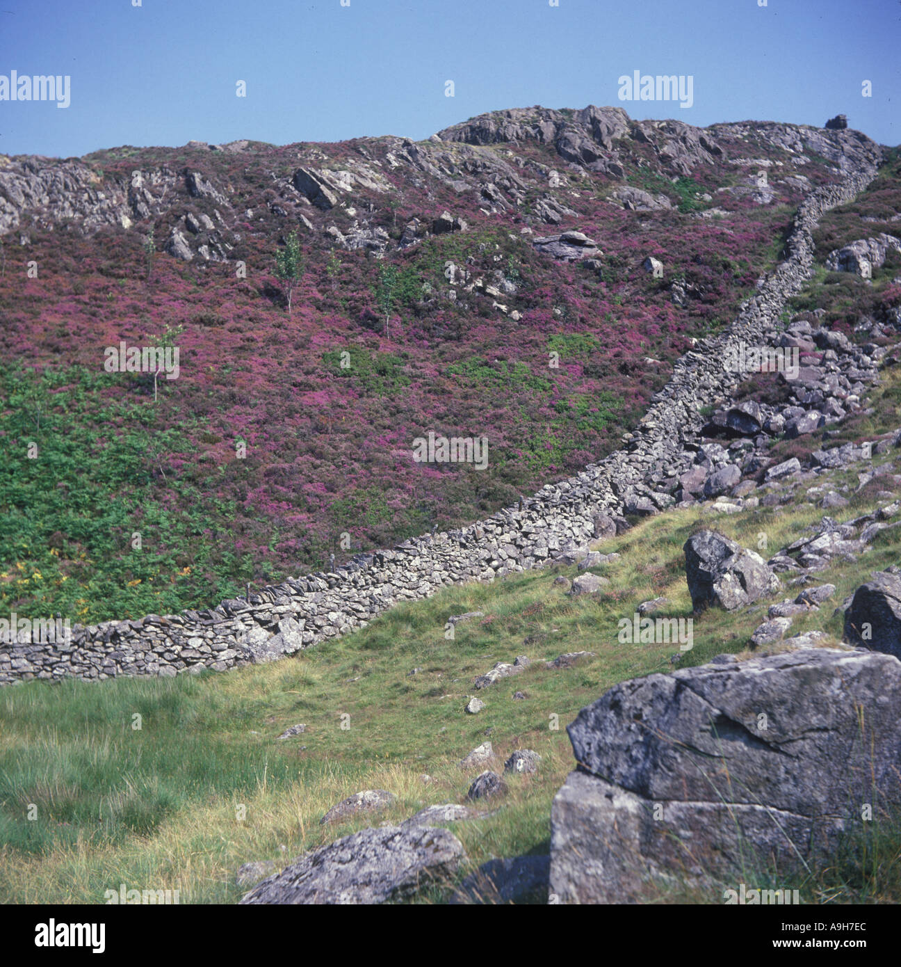 Habitat Moorland With Heather and dry stone wall Stock Photo - Alamy
