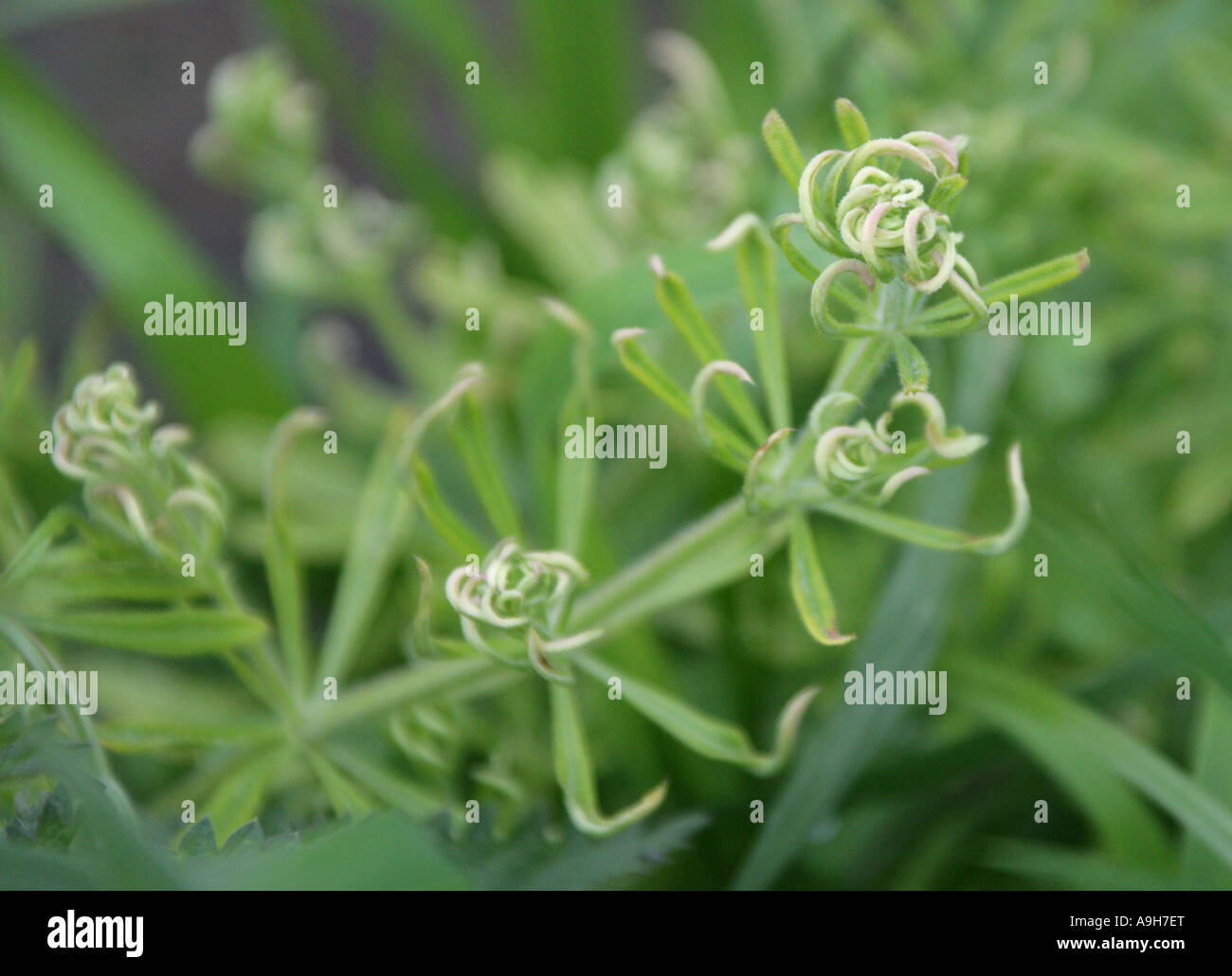 Cleavers hi-res stock photography and images - Alamy